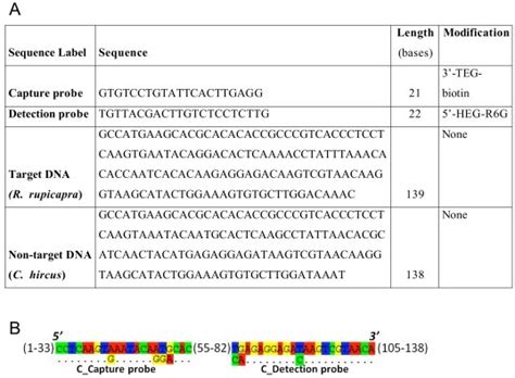 a probes and dna sequences b alignment of non target dna c