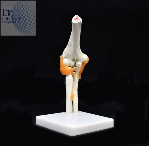 Human Elbow Joint Model Ms Lab Tech Corporation