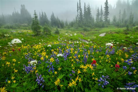 Wildflower Photography Tips Outdoor Photographer