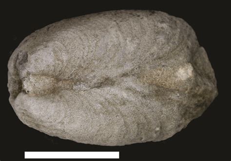 Carboniferous Bivalves Gallery