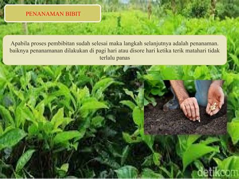 Pengendalian Hama Secara Sederhana P5pptx
