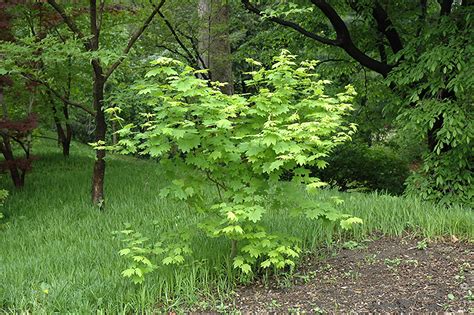 Vine Maple Acer Circinatum In Issaquah Seattle Bellevue Redmond Renton Sammamish Washington Wa