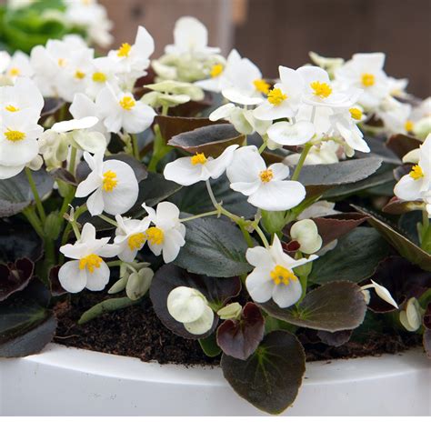 Бегония вечноцветущая 'Senator White'- BEGONIA semperflorens - рассада ...