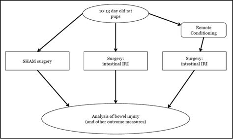 Experimental Protocol Pups Randomly Allocated To Three Groups Sham Download Scientific