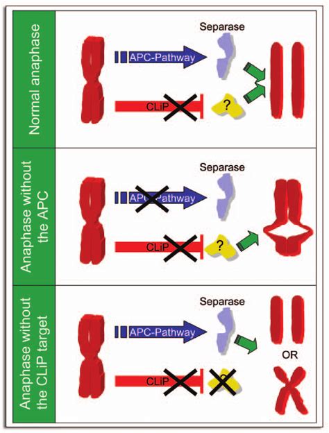 Model Part 3 Outcomes Of Disrupting The Apc And Clip Pathways Normal Download Scientific