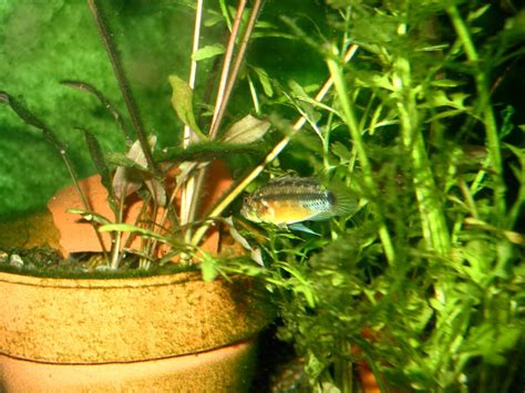 Apistogramma Atahualpa