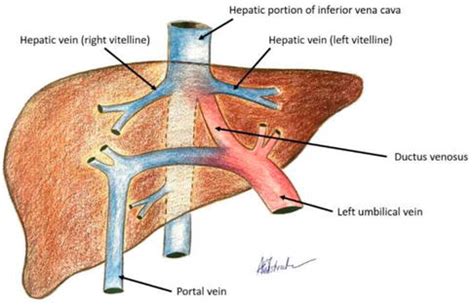 Hepatic Vein Vs Portal Vein