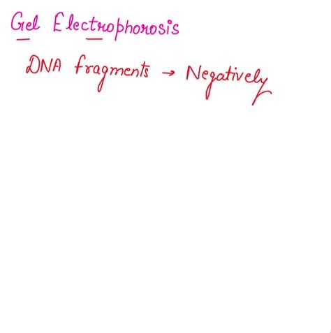 Solved A Method Using Probes To Visualize Rna That Has Been Separated By Gel Electrophoresis