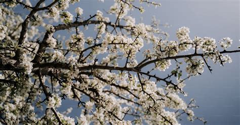 푸른 하늘을 배경으로 하얀 꽃이 만발한 나뭇가지 사진 Unsplash의 꽃 나무 이미지