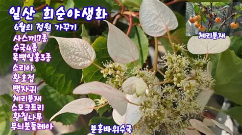 일산 희순야생화 화사했던 봄정원이 여름꽃으로 바뀌고있어요 일본철쭉사스끼7종황호접소리아목백일홍3종수국4종백자귀스모크트리체리분재황칠나무무늬붓들레아