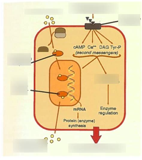 Diagram Of Hormone Actions Quizlet