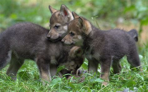 Eurasian Wolf Pup