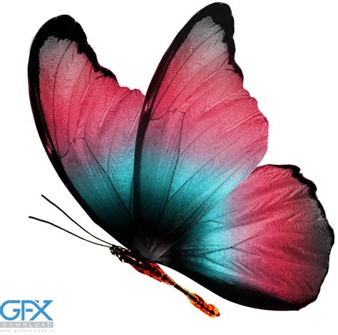 60 عکس پروانه🦋دانلود عکس پروانه واقعی و زیبا ️چاپ ️ادیت