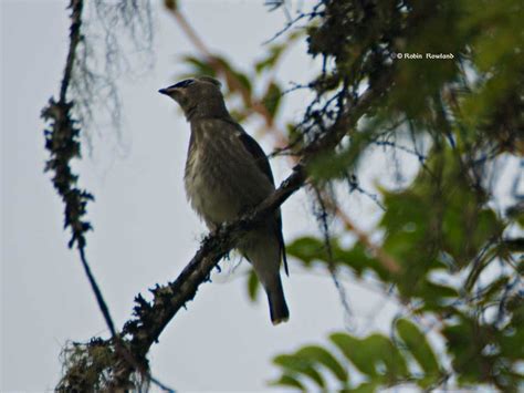 Summer Birding Photos In Kitimat Robin Rowland Photography