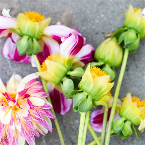 How To Deadhead Dahlias The Easy Guide Green Garden Cottage