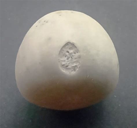 Conulus Subrotundus — Litosphera