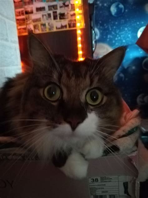живность кот в коробке фото котэ прикольные картинки с кошками смешные картинки и