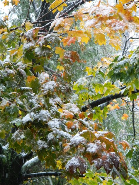 Free Photo Ice Covered Tree Ice Leaves Nature Free Download Jooinn