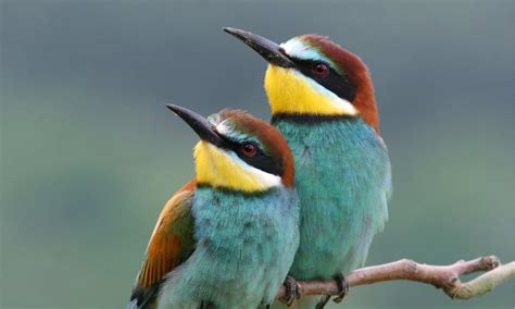 European Bee Eater A Z Animals