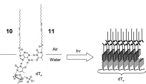 Control Of Diacetylene Polymerization In The Mixed Monolayer Of 10 And
