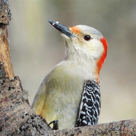 Red Headed Woodpecker Coloring Pages 2025