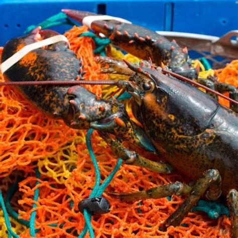 Can I freeze lobster in the shell? [2022] | QAQooking.wiki