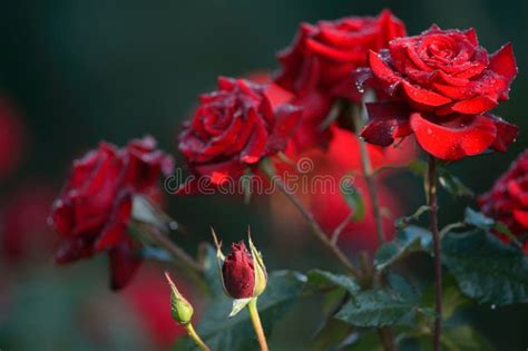 Molhe Gotas No Rosas Vermelhas Na Natureza Imagem De Stock Imagem De
