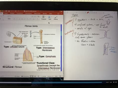 Bio 430 Lec 6 Joints Flashcards Quizlet