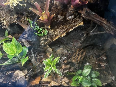 My First Dart Frog Setup Rdartfrog