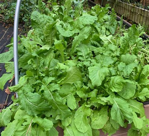 All About Arugula Bay Weekly