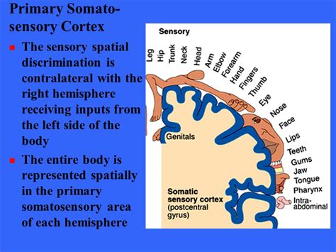 Sensorycortex 千图网