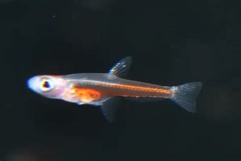 Paedocypris Progenetica My Fish Aus Freude An Der Aquaristik
