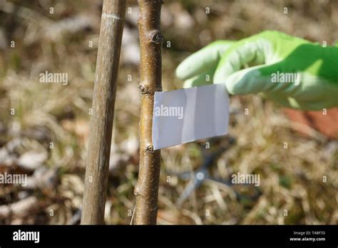 Gardener Placing Adhesive Duct Tape On Tree Trunk For Ant Protection Insect Protection Organic