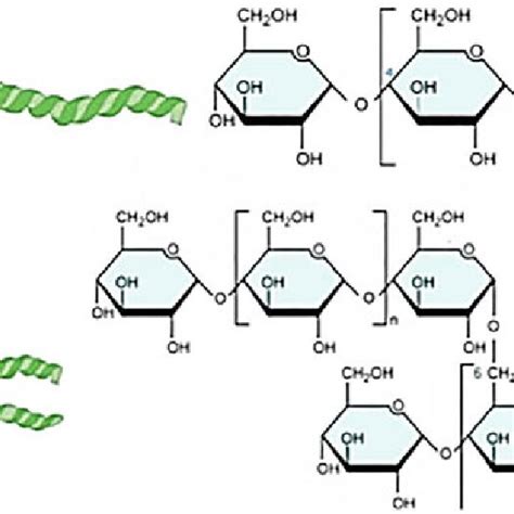 Molecular Structure Of Starch [30] Download Scientific Diagram
