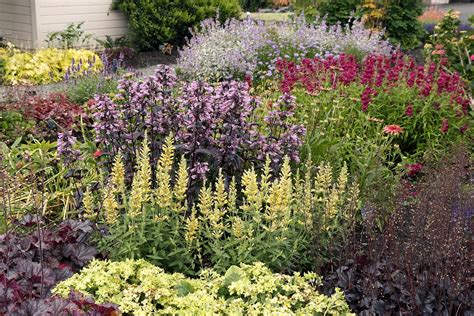 Hyssop Poquito™ Butter Yellow Hummingbird Mint