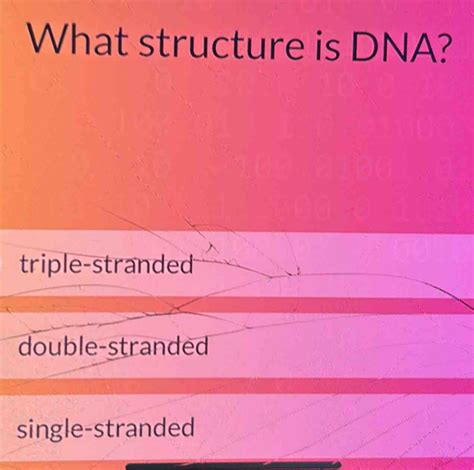 Solved What Structure Is Dna Triple Stranded Double Stranded Single Stranded [algebra]