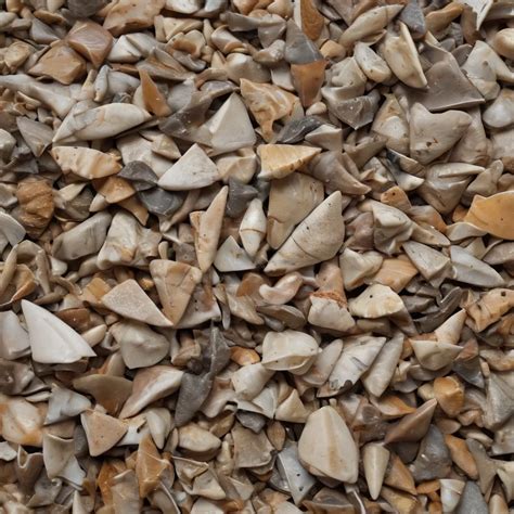 Shark Teeth Identifier A Guide To Identification