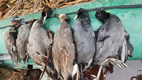 ჯანდარა და იხვი მეორე დღე Youtube