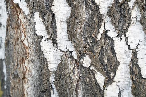 러시아 자작 나무 껍질의 검은 흰색 줄무늬와 금이 천연 질감 0명에 대한 스톡 사진 및 기타 이미지 0명 거친 검은색 Istock