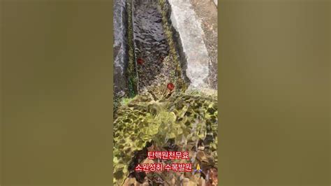 탄핵원천무효 소원성취 수복발원 🙏 Youtube