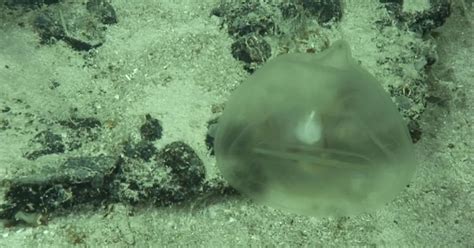 A Predatory Tunicate Smithsonian Ocean