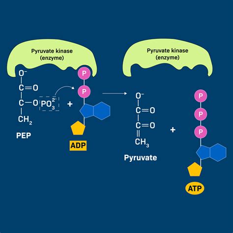 Adenosine Triphosphate Hydrolysis