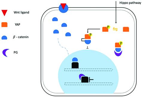 Hippo YAP Pathway Is Implicated In ACM Pathogenesis The Hippo YAP