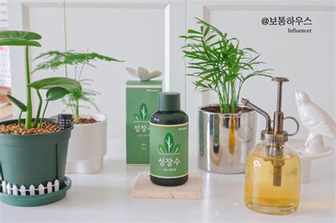 관엽식물 고급 실내 식물영양제 성장수 추천 네이버 블로그