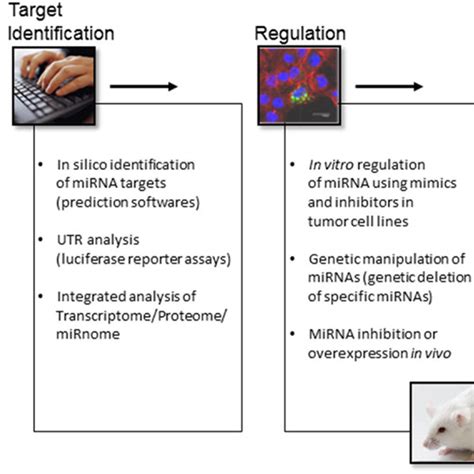 An Overview Of Mirna Research Tools For Isolation Detection Target
