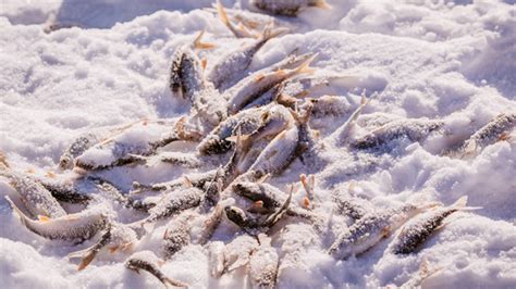 Do Fish Hibernate In The Winter