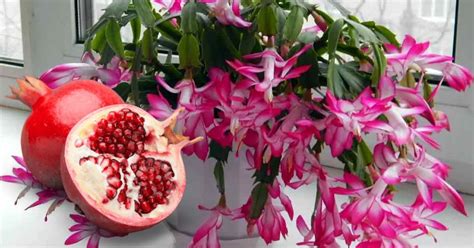 Удобрение для декабриста: чем подкормить в ноябре - Со Вкусом