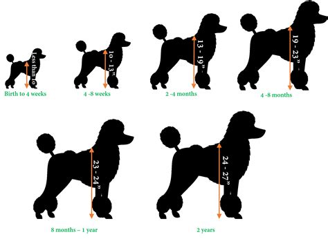 Teacup Poodle Weight Chart At Amanda Okane Blog