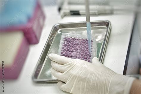 Cell Cytotoxicity Testing By Mtt Assay Mtt Is Used To Study The Cell