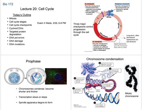 lecture 20 cell cycle today s outline mitosis cell cycle stages cell